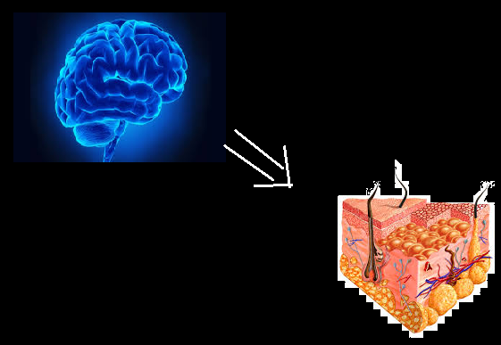 Can We Derive a Skin Cell from the Brain Cell? - Avens Blog | Avens Blog